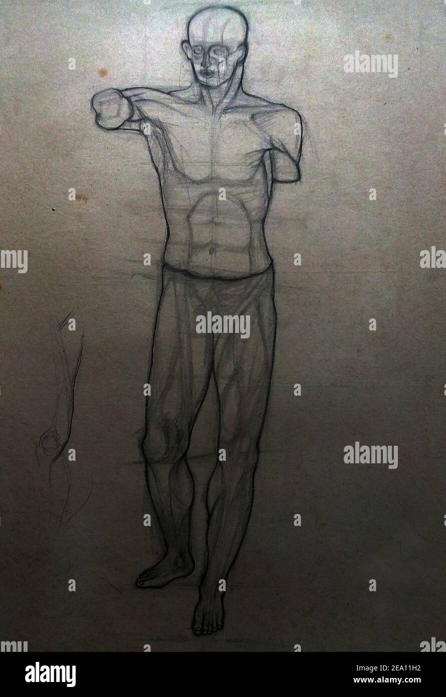 Art ,anatomy drawing ,Fine art ,Light and shadow, bust Stock Photo - Alamy