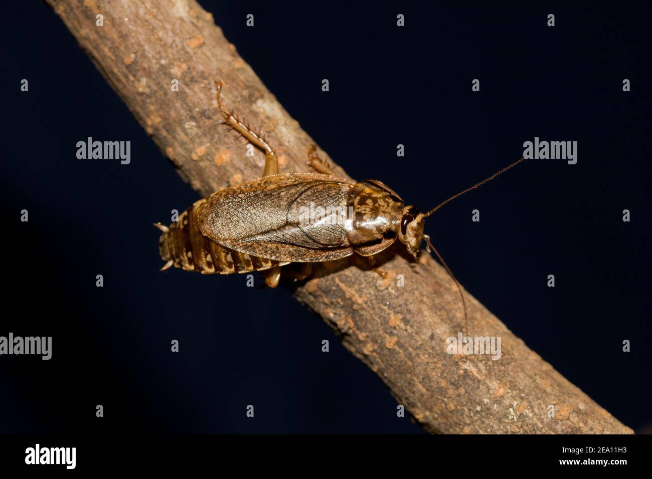 Cockroach Pet High Resolution Stock Photography and Images - Alamy