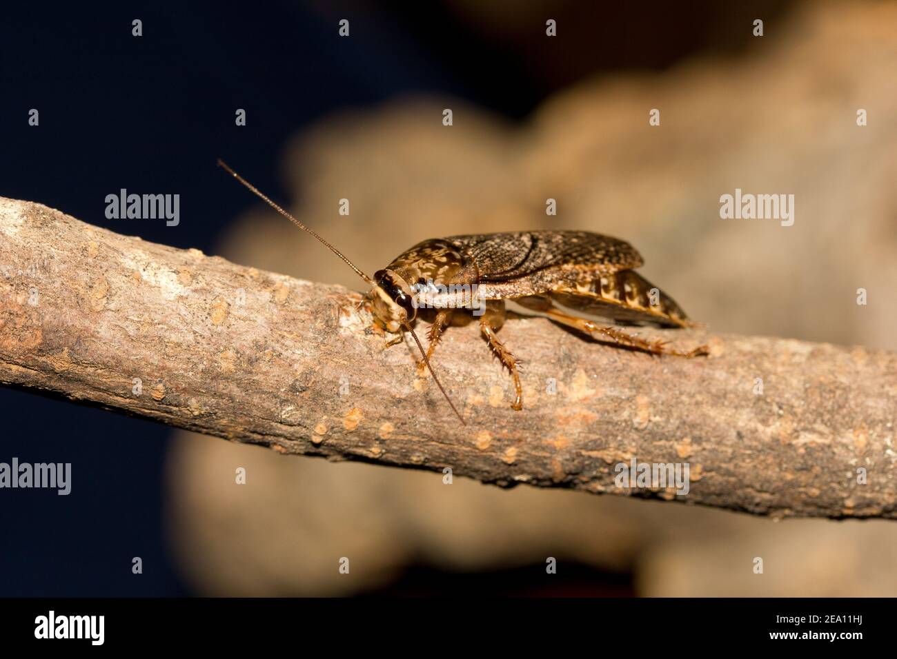 Speckled lobster cockroach Stock Photo - Alamy