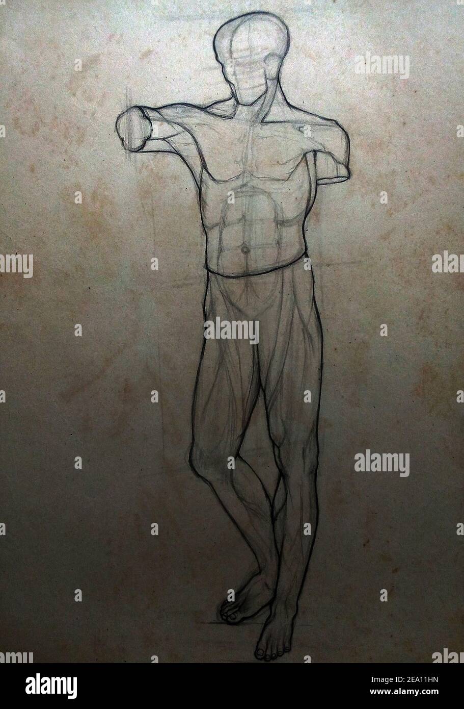 anatomy , Art ,drawing ,Fine art ,Light and shadow, bust Stock Photo ...