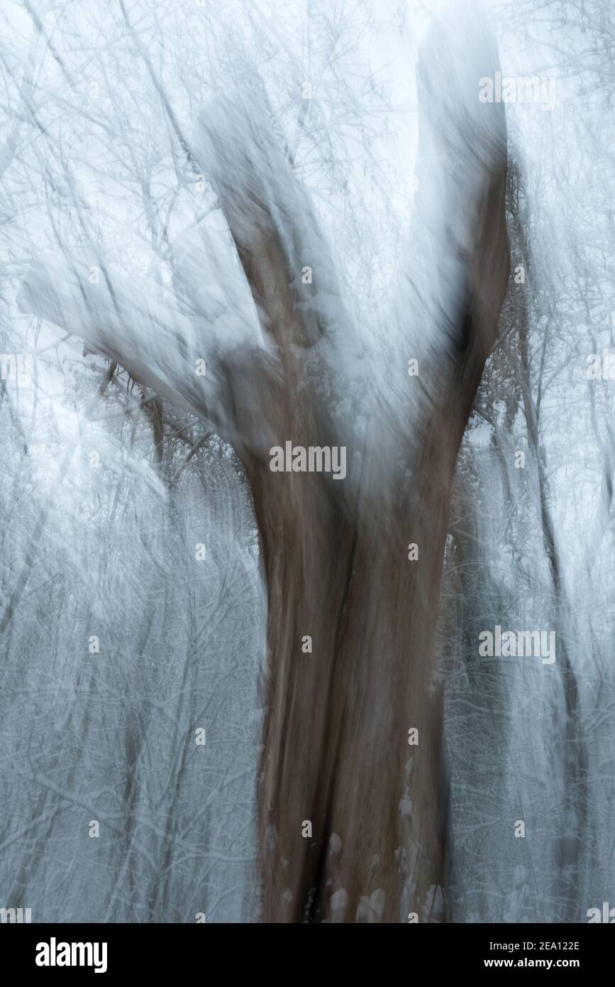 Mysterious shape of a tree that looks like a hand Stock Photo - Alamy