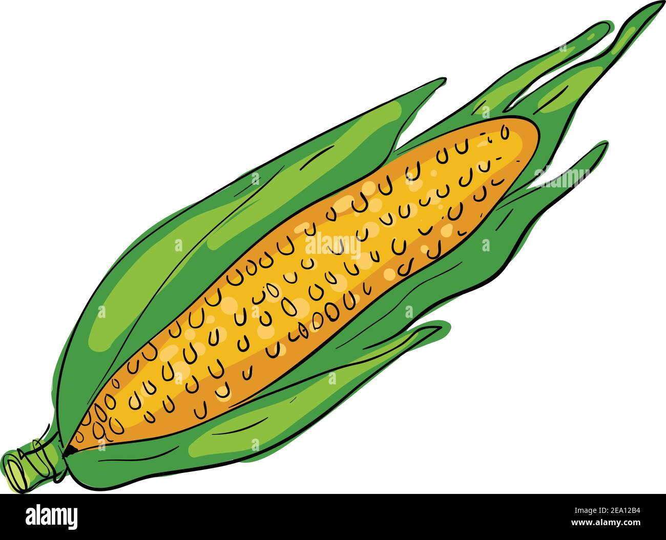 Fresh corn cob isolated on white background. Corn icon for market ...
