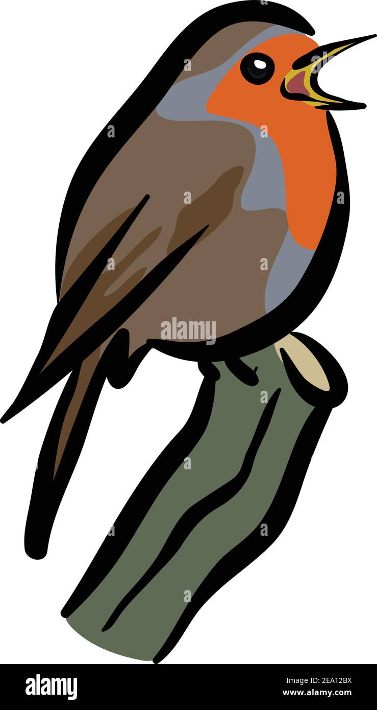 An illustration of a chirping Robin Bird vector isolated in white ...