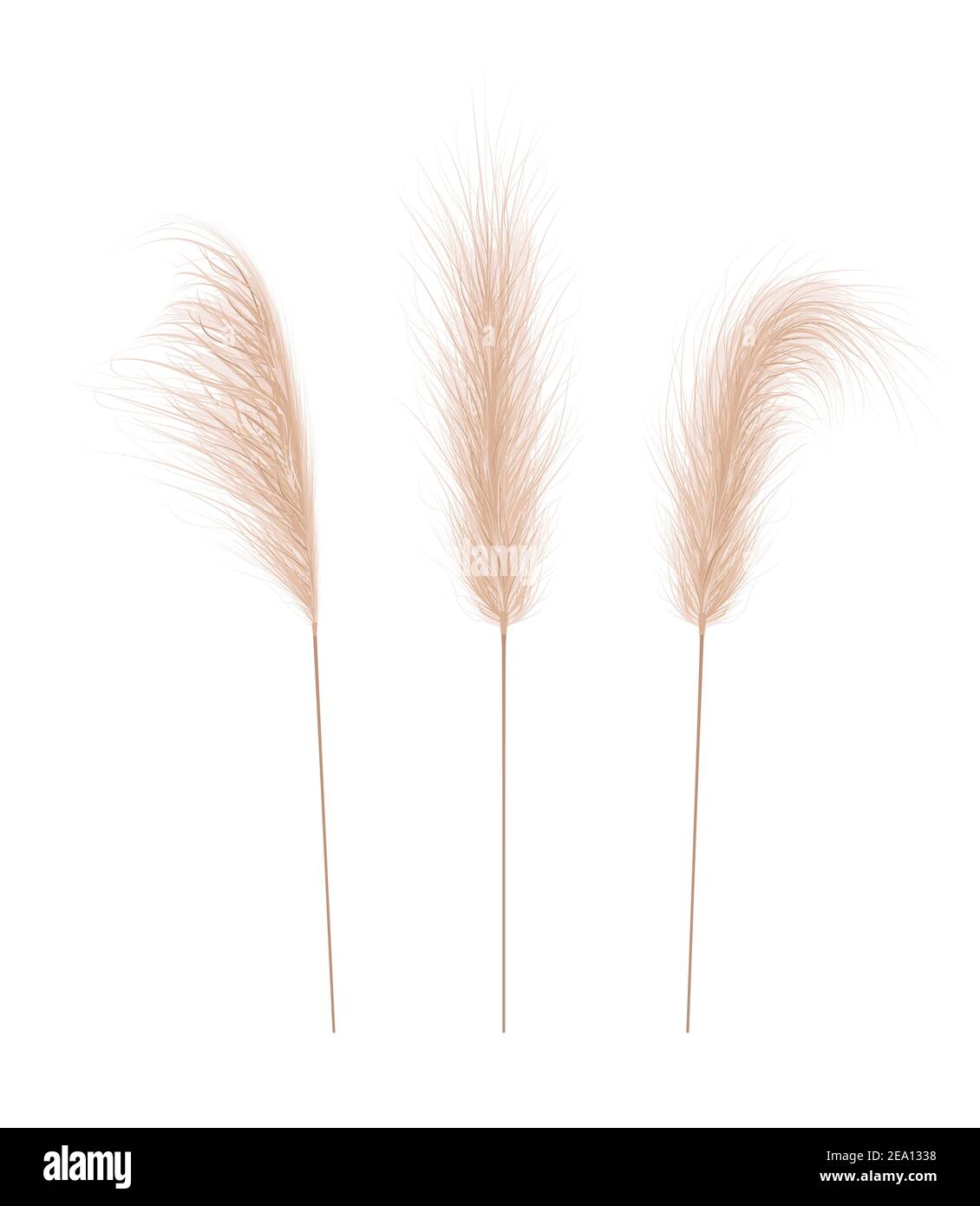 Pampas grass collection. Floral ornament elements in boho style. Vector ...