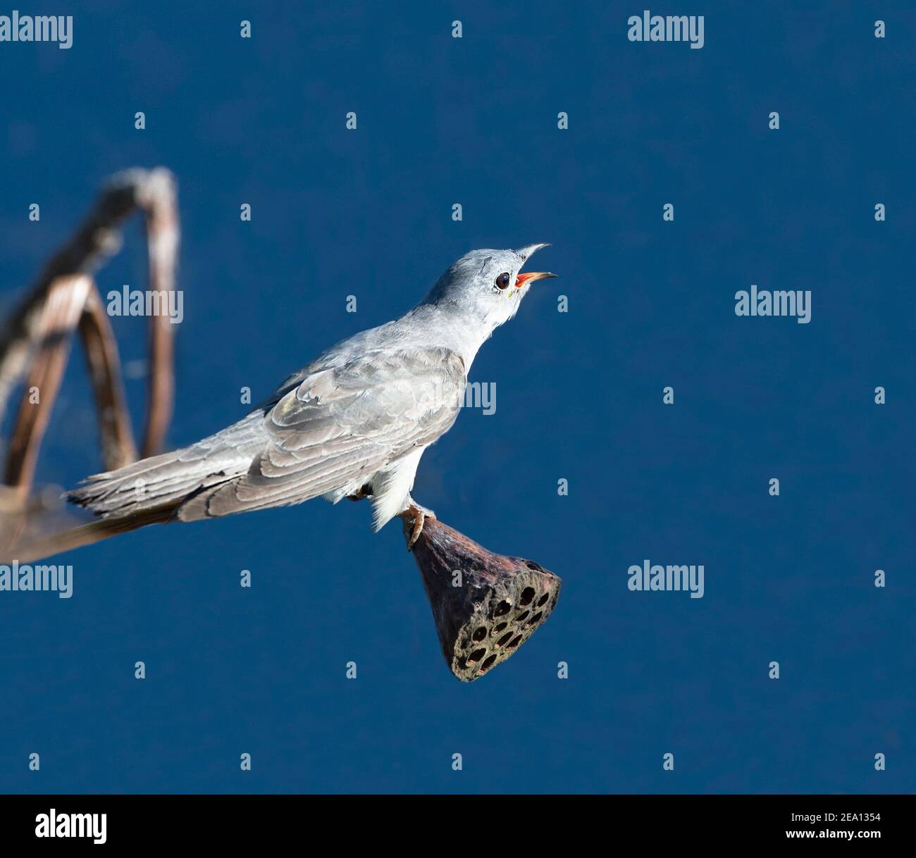 Cuckoo birds of australia hi-res stock photography and images - Alamy