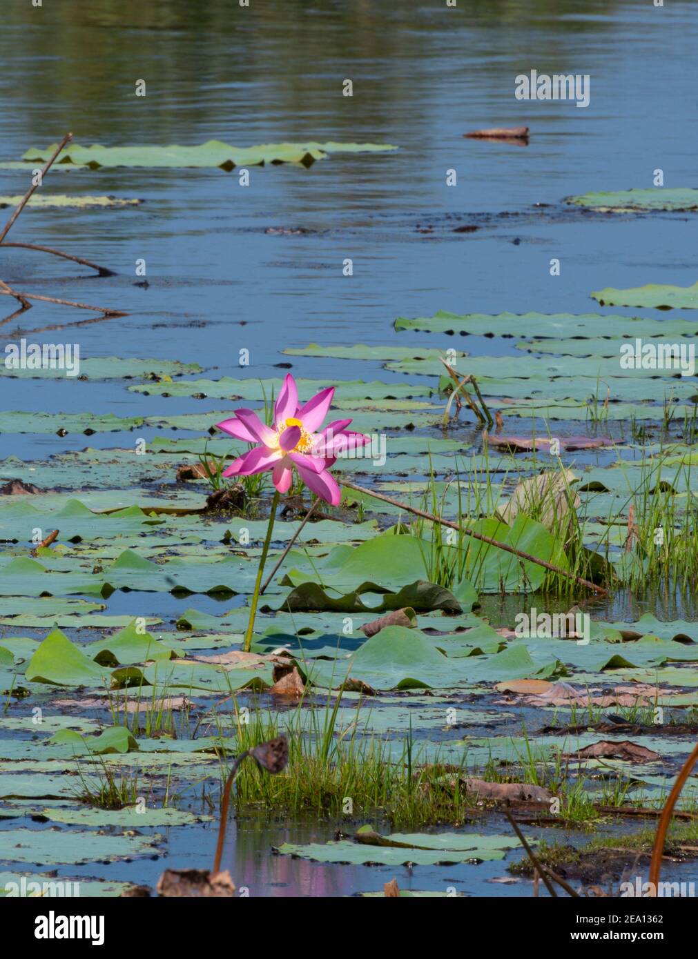 Vertical view of a pink water lily in wetlands, Fogg Dam, Northern ...