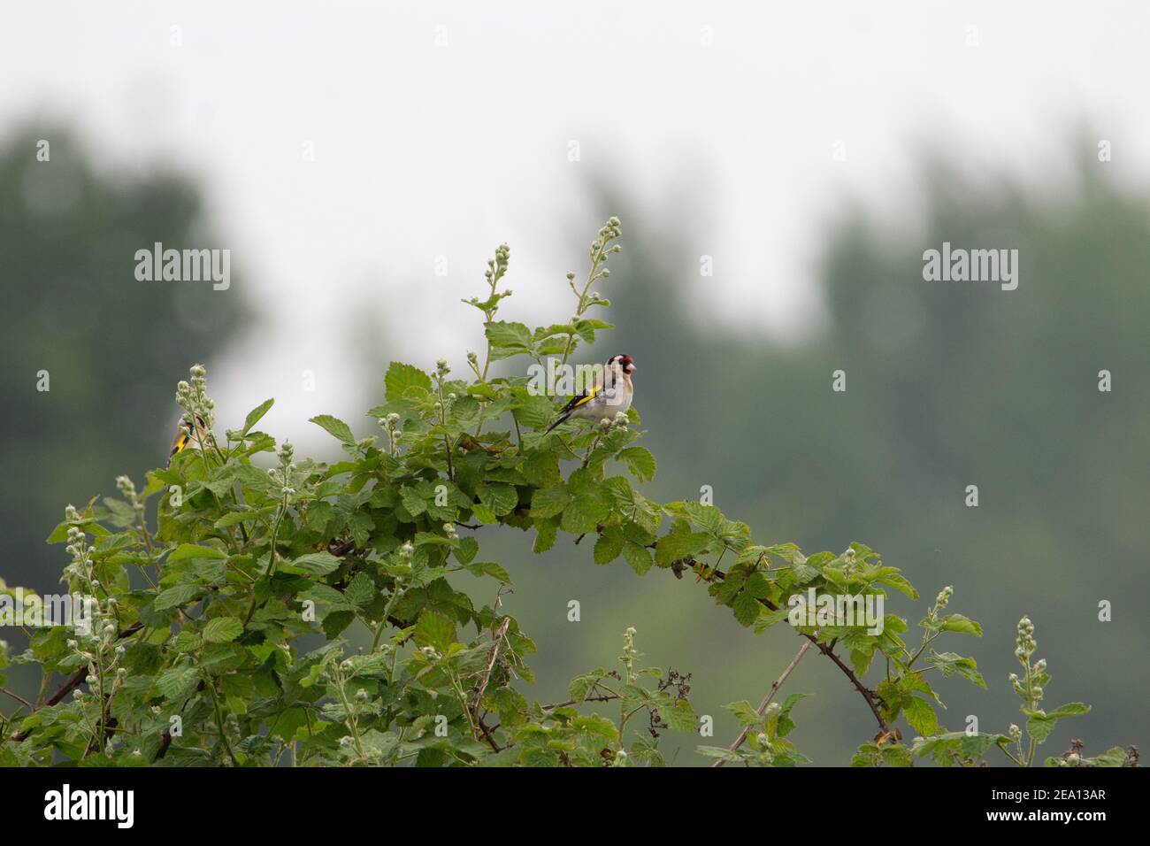 Green yellow and purple birds hi-res stock photography and images - Alamy