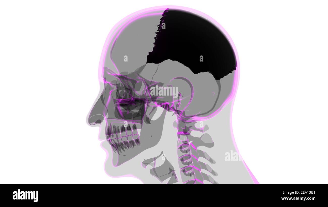 Human Skeleton Skull Parietal Bone Anatomy For Medical Concept 3D ...