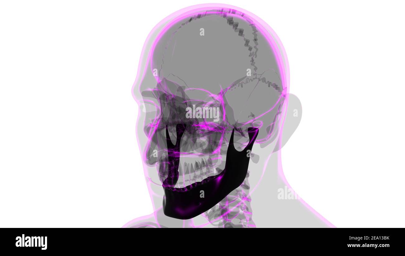Human Skeleton Skull Mandible Bone Anatomy For Medical Concept 3D ...