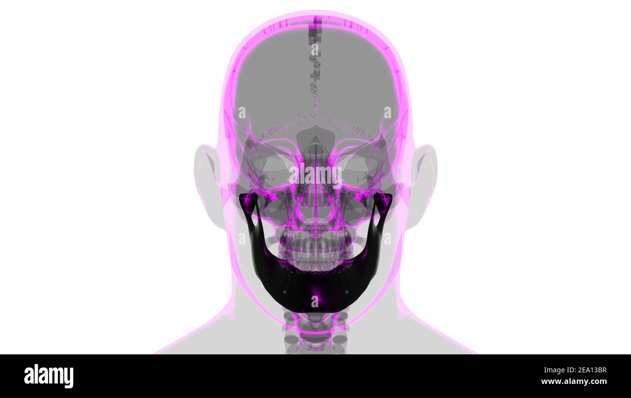 Human Skeleton Skull Mandible Bone Anatomy For Medical Concept 3D ...