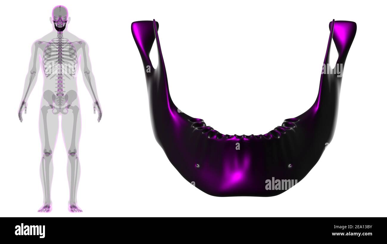 Human Skeleton Skull Mandible Bone Anatomy For Medical Concept 3D ...