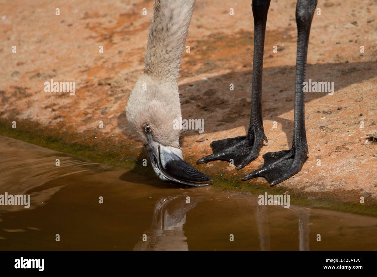Flamingo feet hi-res stock photography and images - Alamy