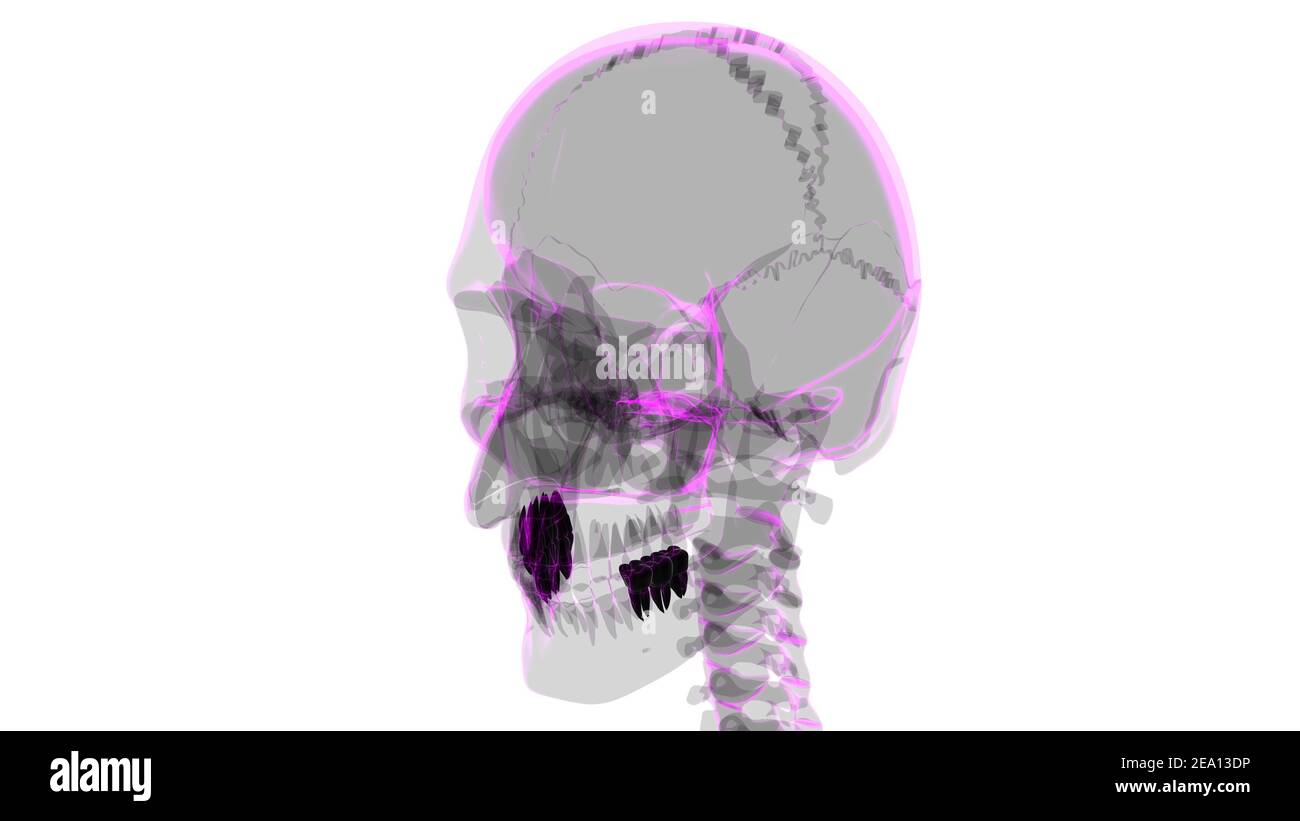 Human Teeth Molars Anatomy 3D Illustration For Medical Concept Stock ...