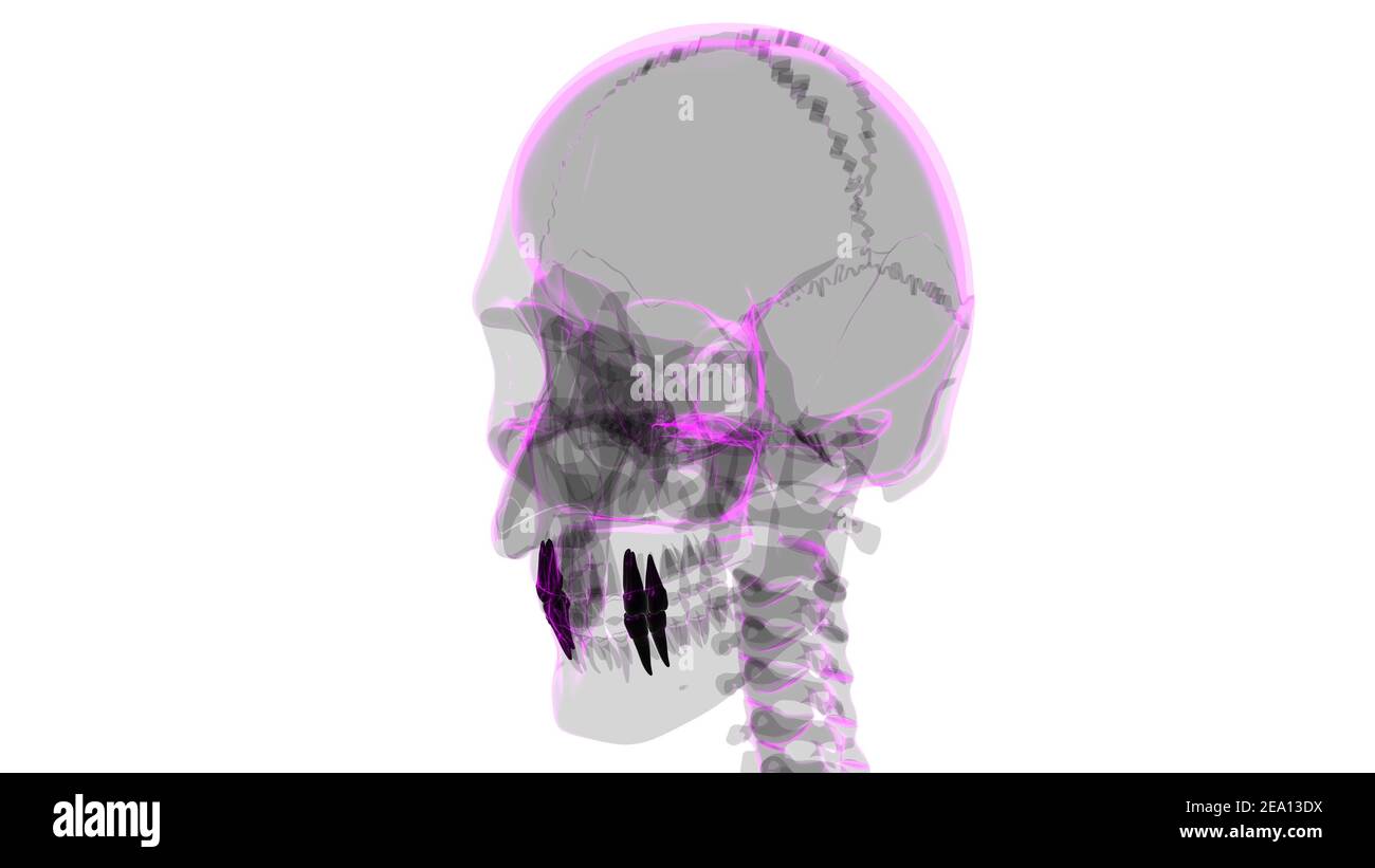 Human Teeth Premolars Anatomy 3D Illustration For Medical Concept Stock ...