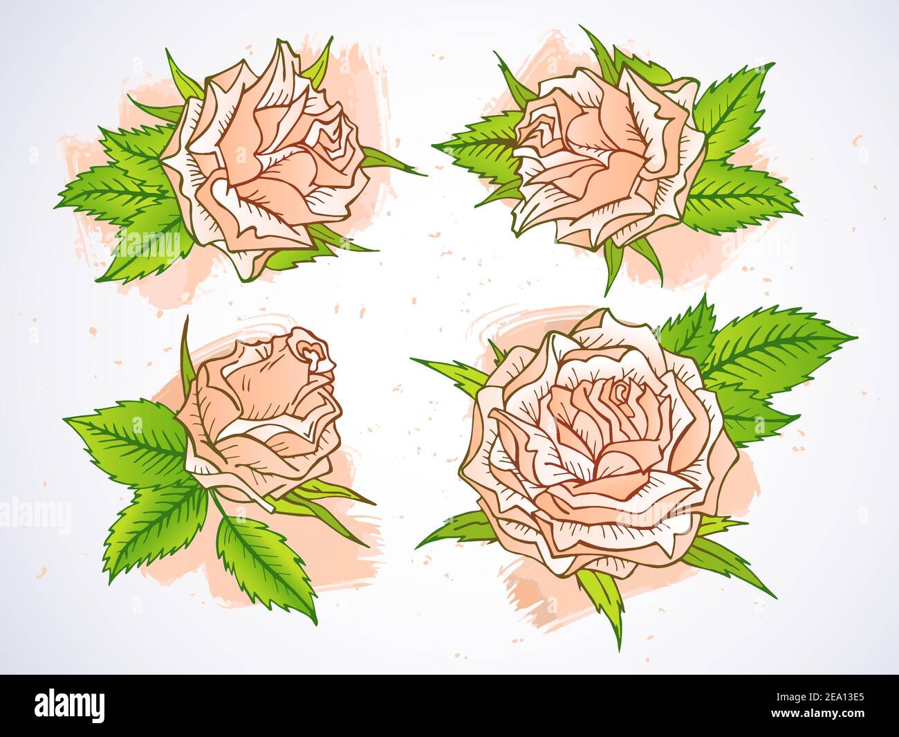 Vector set of hand drawn roses and leaves with textured watercolor ...