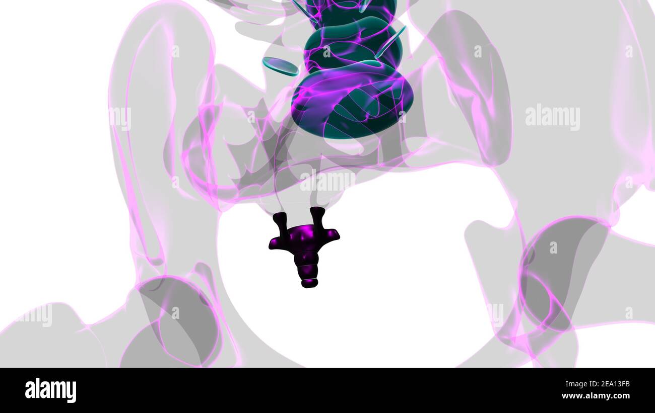 Pelvis and lower spine region hi-res stock photography and images - Alamy