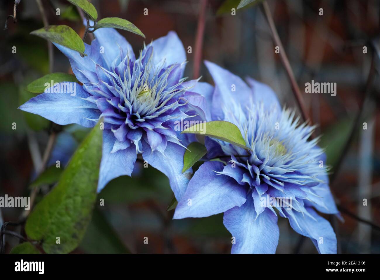 Clematis multi blue hi-res stock photography and images - Alamy
