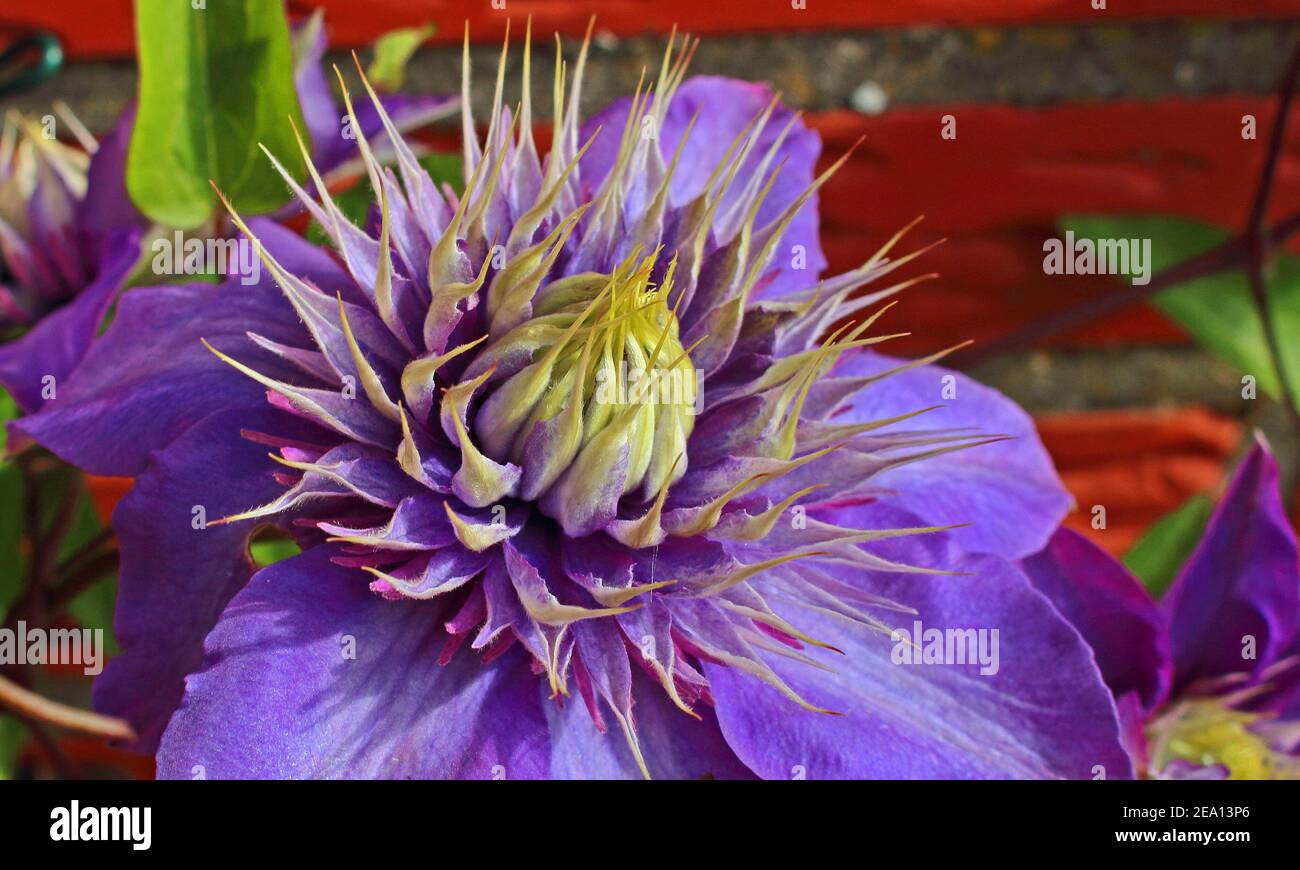 Clematis multi blue hi-res stock photography and images - Alamy