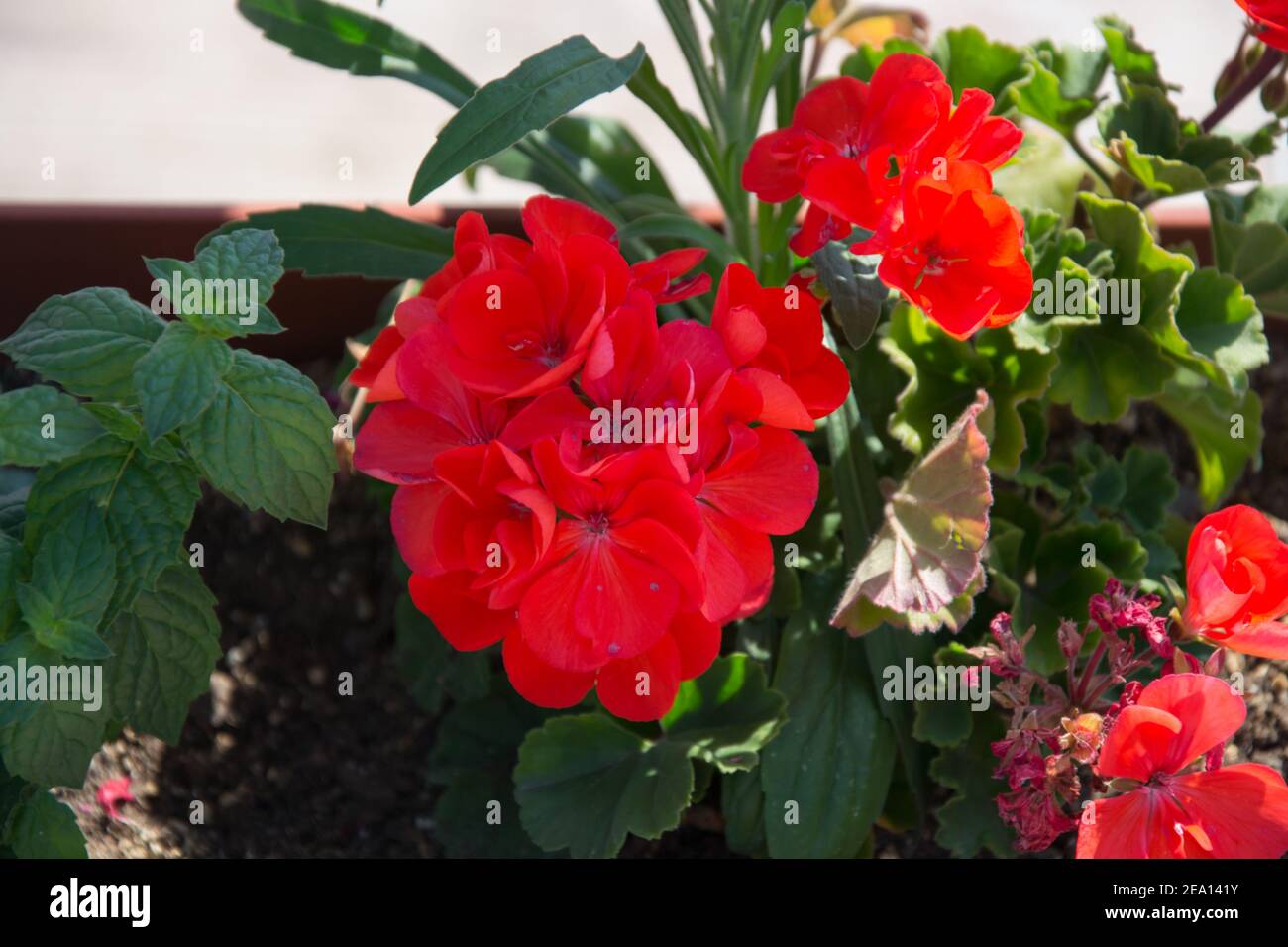 Geranium, Pellargonium flowers with red flowers blossoms, green leaves ...
