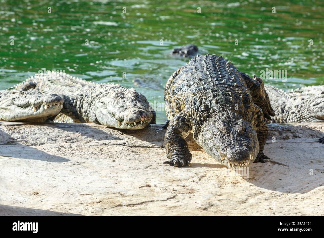 Crocodiles basking in the sun on the waterfront Stock Photo - Alamy