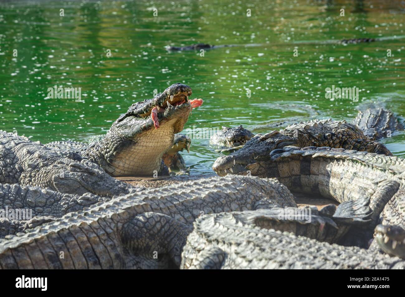 Crocodiles basking in the sun on the waterfront Stock Photo - Alamy