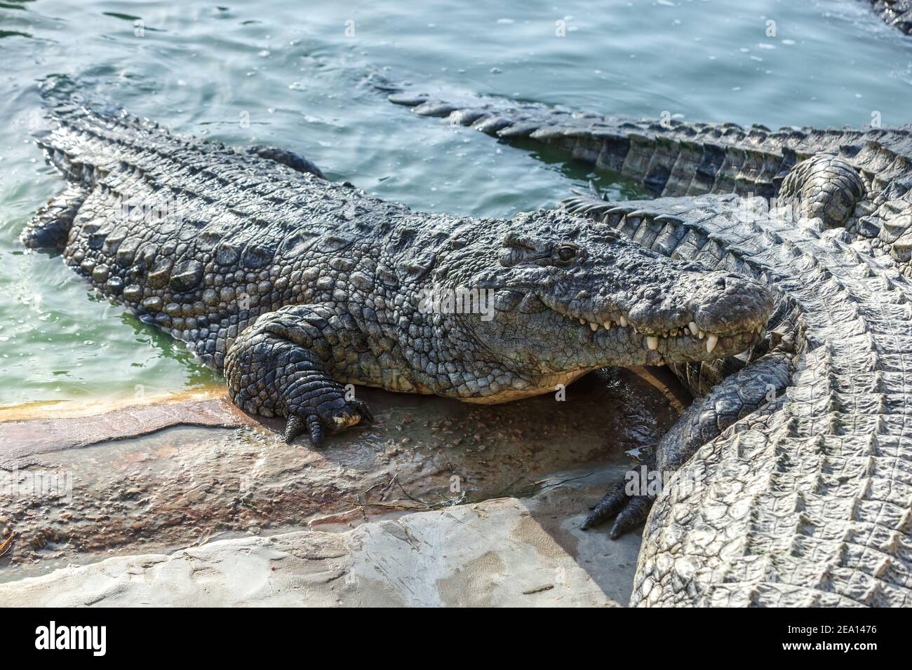 Crocodiles basking in the sun on the waterfront Stock Photo - Alamy