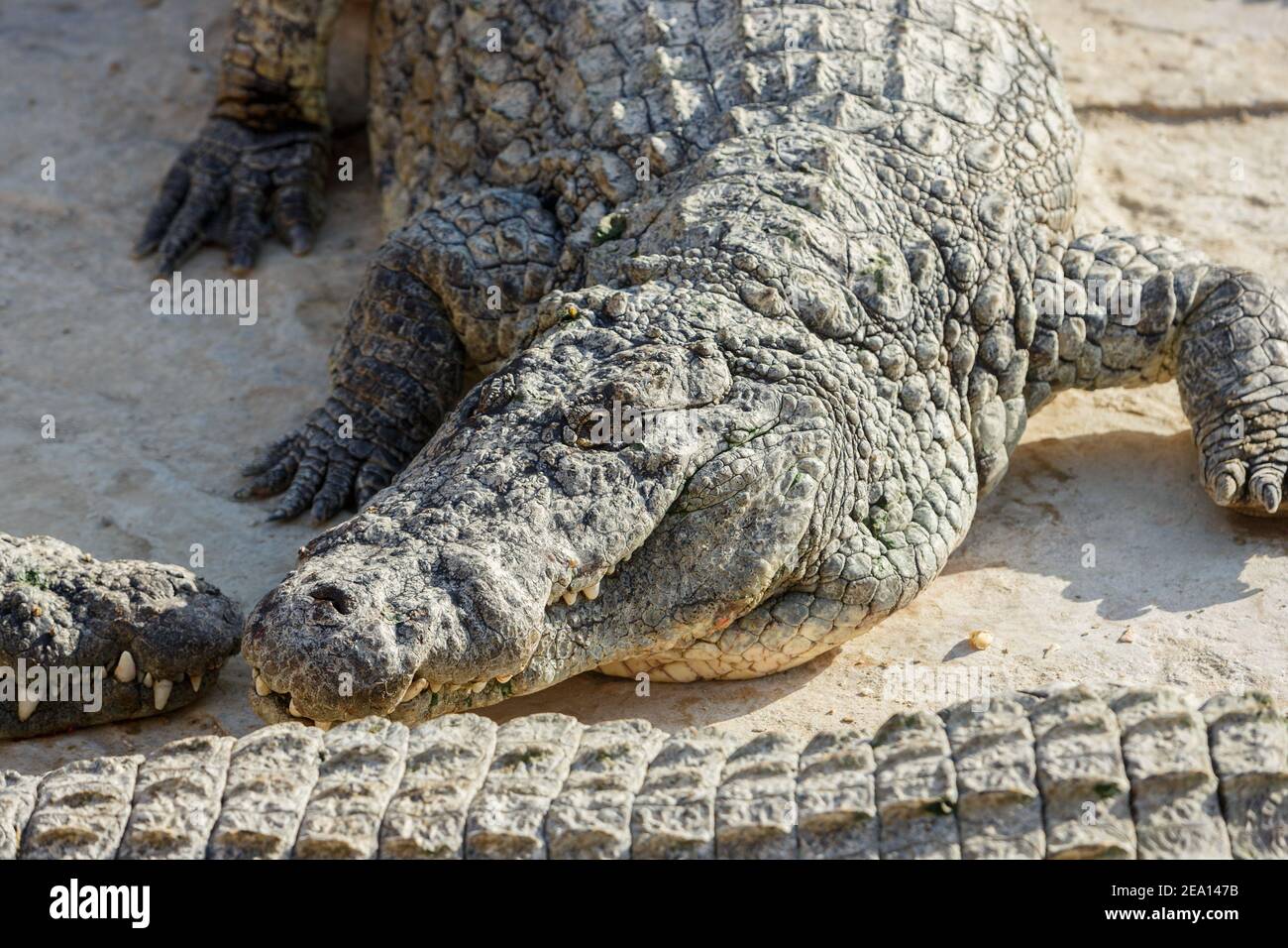 Crocodiles basking in the sun on the waterfront Stock Photo - Alamy