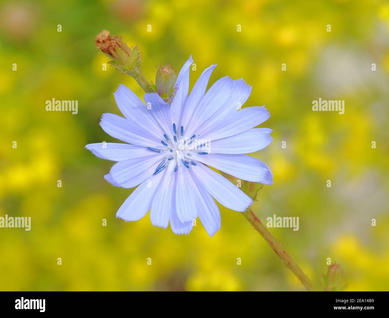 Yellow Chicory Plant