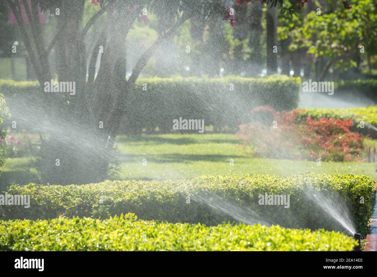 Automated watering system in the Park. Watering grass, trees and shrubs ...