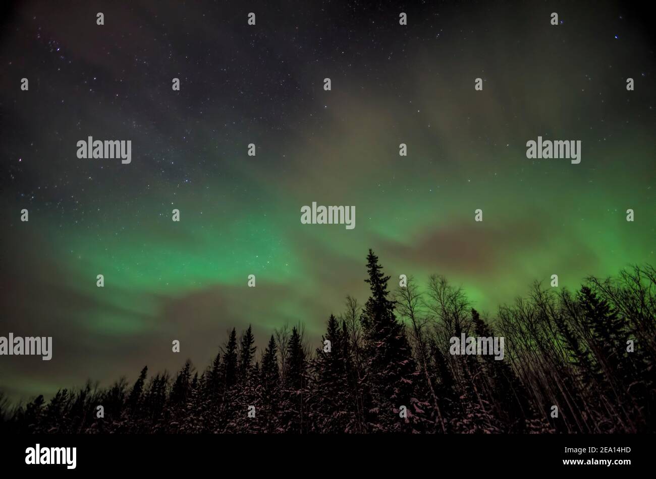 Northern lights over the forest. Polar light Stock Photo - Alamy