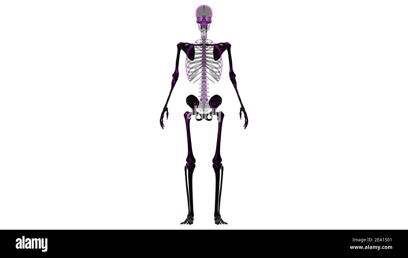 Human Skeleton Appendicular Skeleton Anatomy 3D Illustration Stock ...