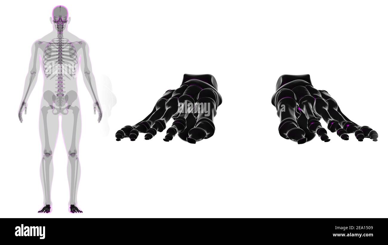 3d rendering medical illustration cervical Cut Out Stock Images ...