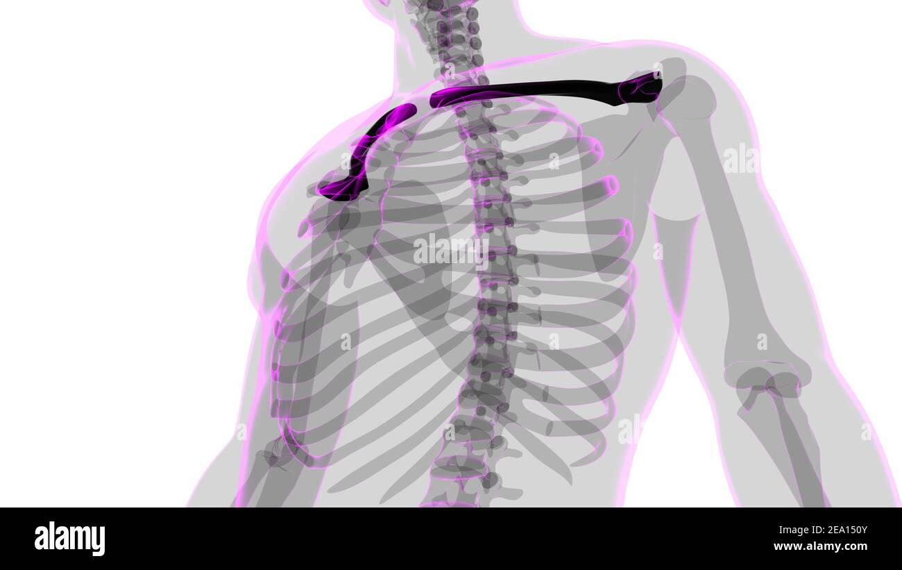 Human skeleton anatomy Clavicle Bones 3D Rendering For Medical Concept ...