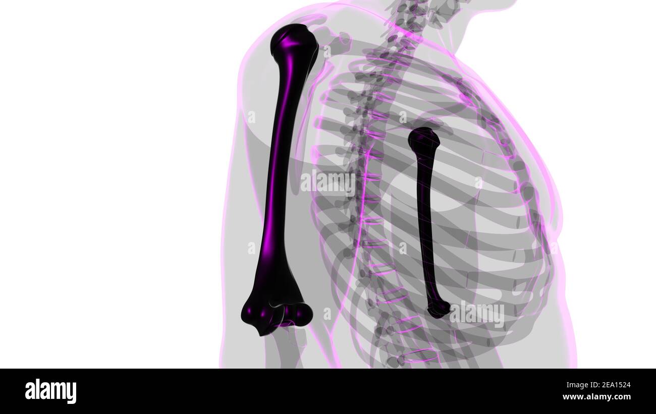 Human skeleton anatomy Humerus Bone 3D Rendering For Medical Concept ...