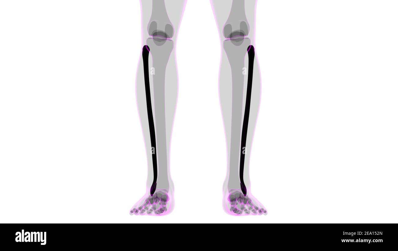Human skeleton anatomy Fibula Bone 3D Rendering For Medical Concept ...