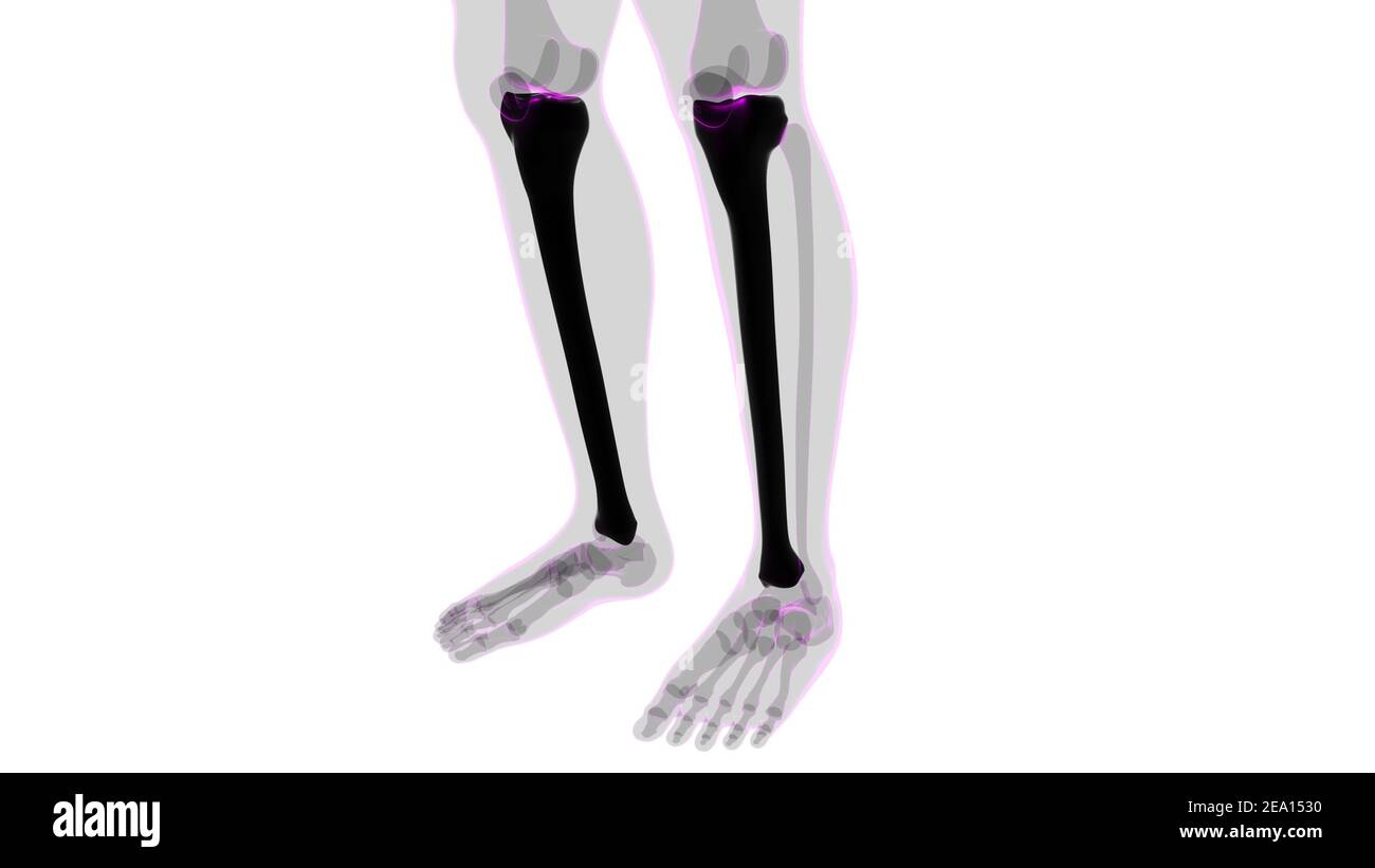 Human skeleton anatomy Tibia Bone 3D Rendering For Medical Concept ...
