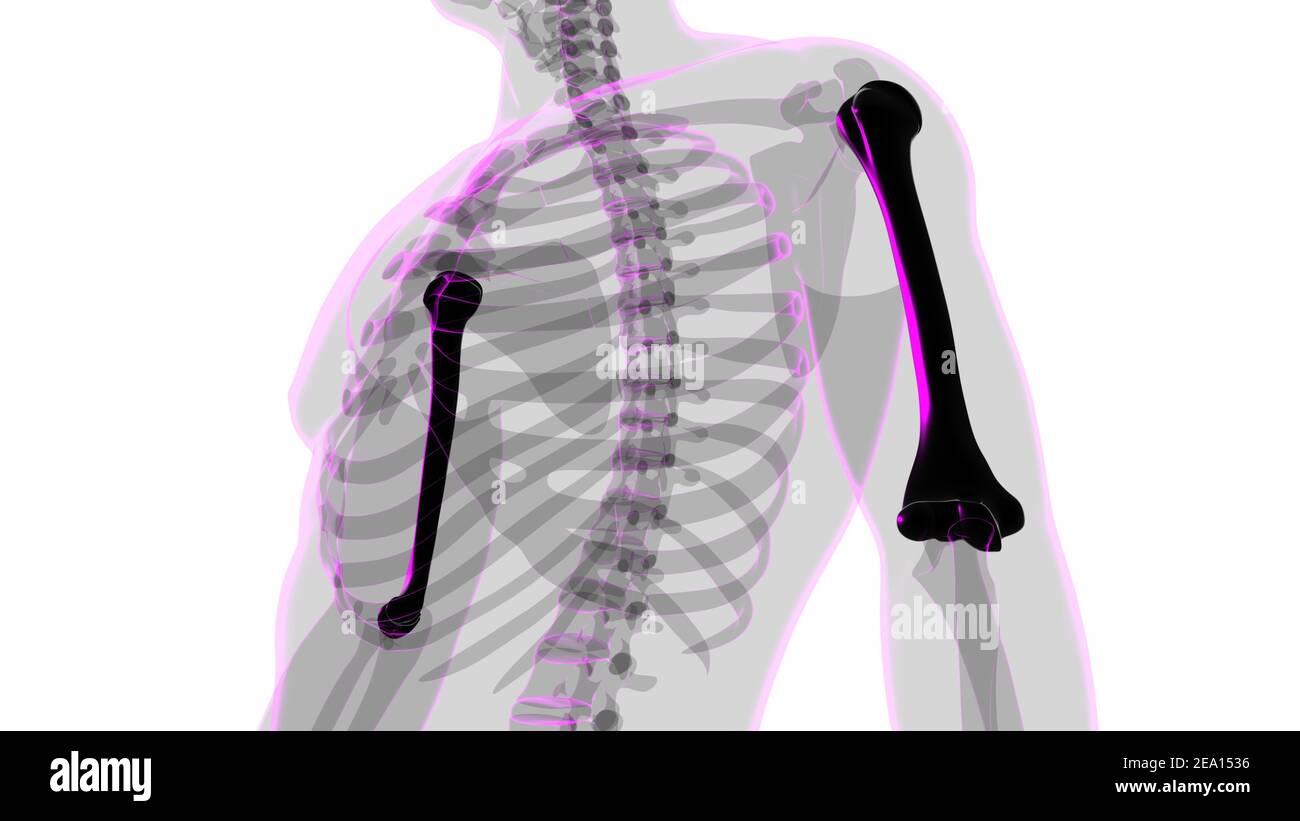 Human skeleton anatomy Humerus Bone 3D Rendering For Medical Concept ...