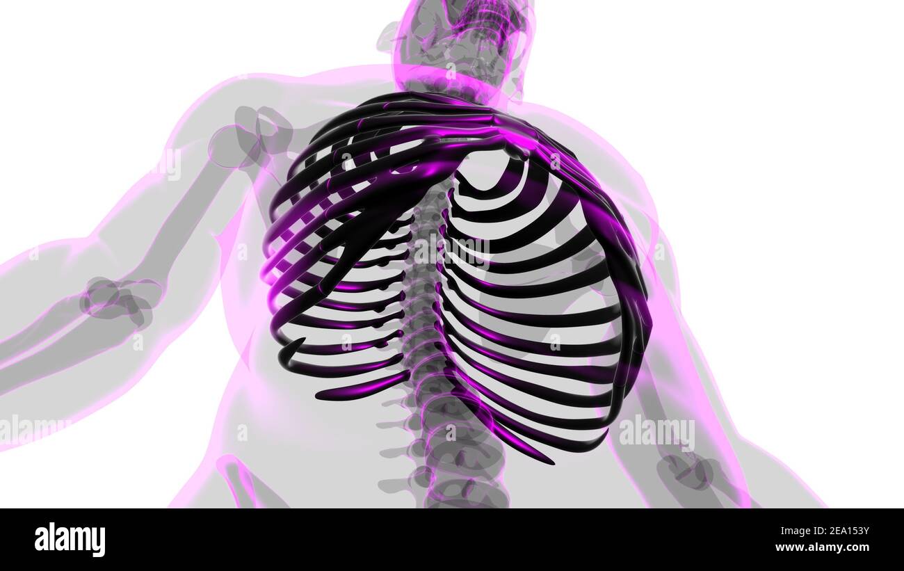 Human skeleton anatomy Rib Cage 3D Rendering For Medical Concept Stock ...