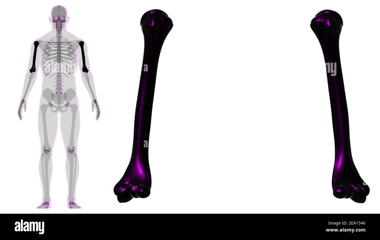 Human skeleton anatomy Humerus Bone 3D Rendering For Medical Concept ...