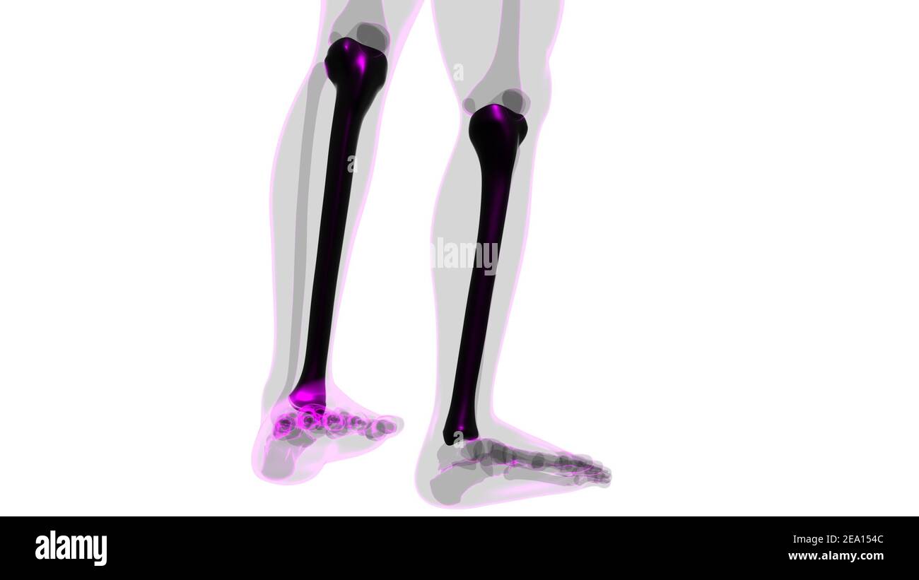 Human skeleton anatomy Tibia Bone 3D Rendering For Medical Concept ...