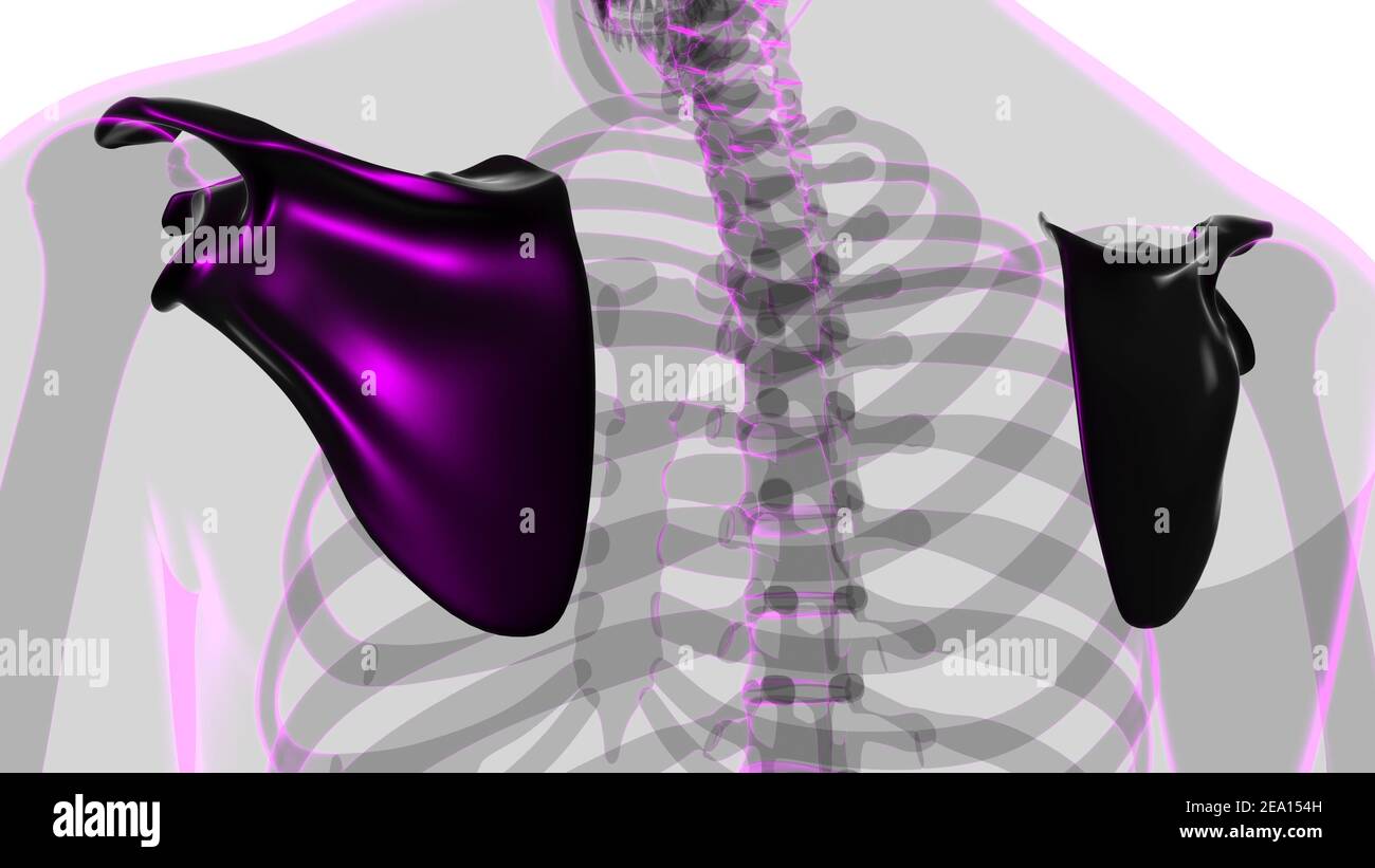Human skeleton anatomy Scapula Bone 3D Rendering For Medical Concept ...