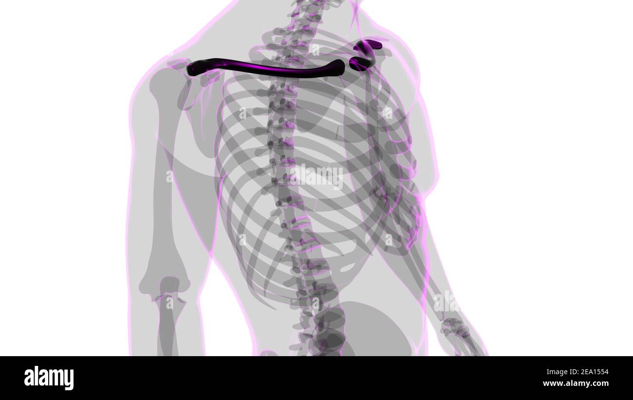 Human skeleton anatomy Clavicle Bones 3D Rendering For Medical Concept ...