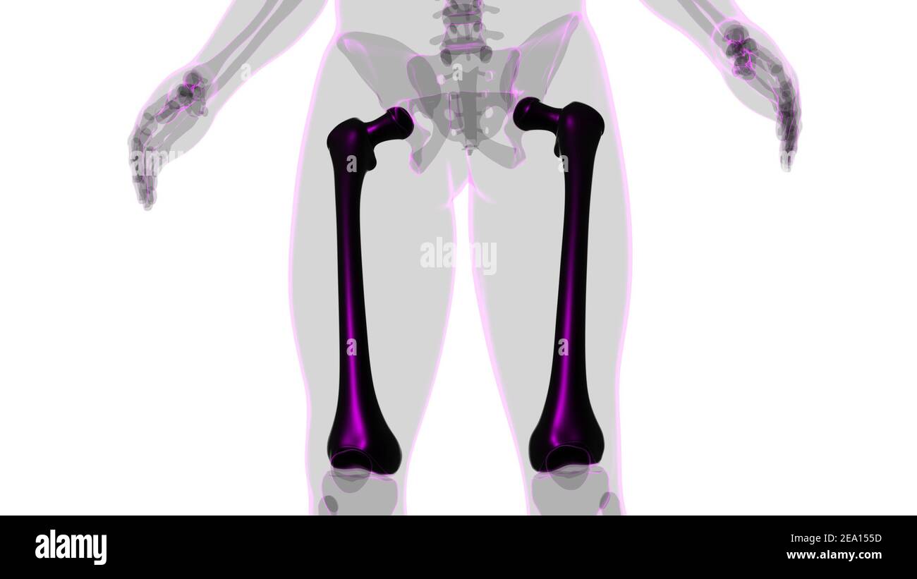 Human skeleton anatomy Femur Bone 3D Rendering For Medical Concept ...