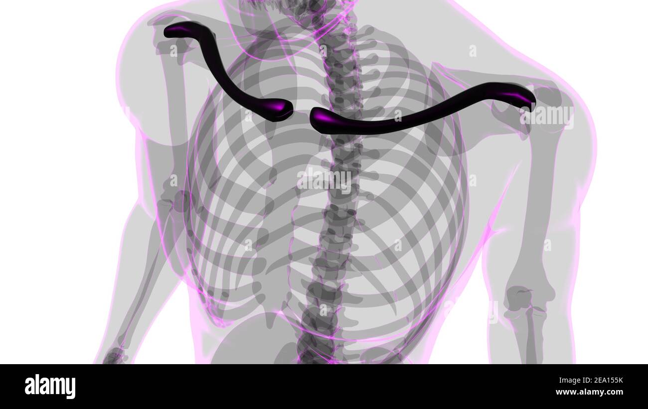 Human skeleton anatomy Clavicle Bones 3D Rendering For Medical Concept ...