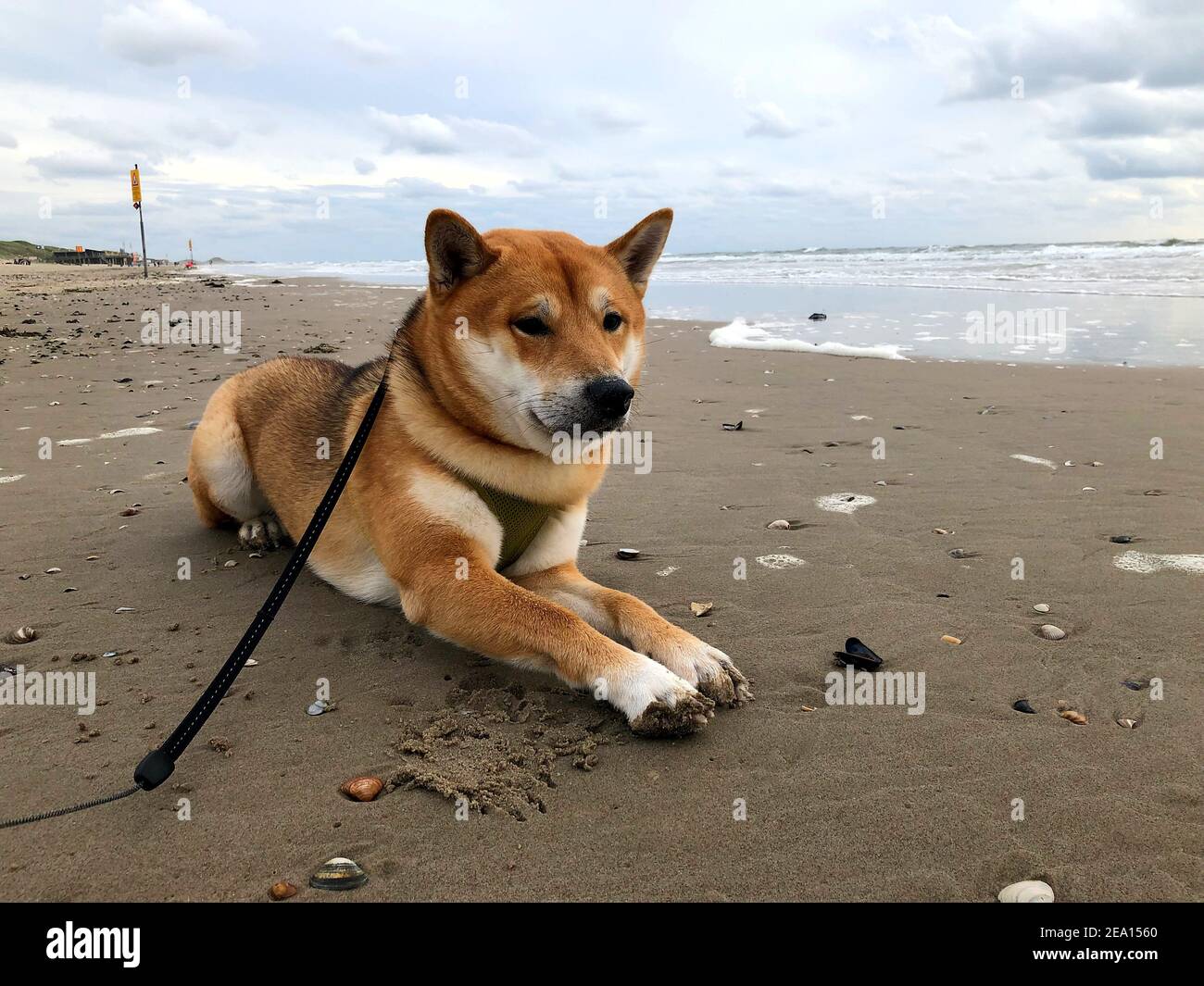 A closeup shot of brown Shiba Inu with harness lying down on a sandy ...