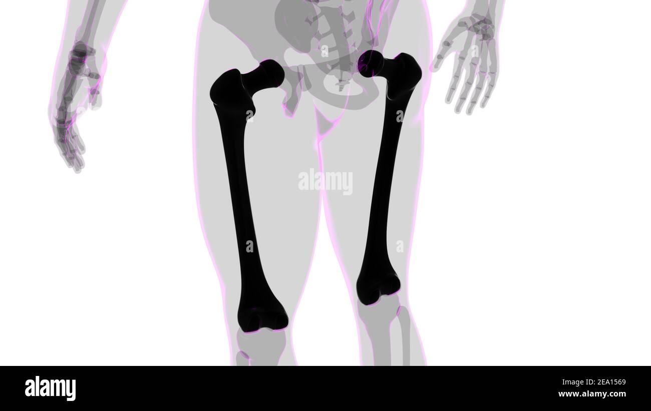 Human skeleton anatomy Femur Bone 3D Rendering For Medical Concept ...