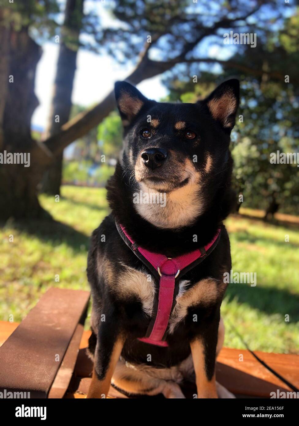 A vertical shot of black Shiba Inu with harness sitting on a bench in ...