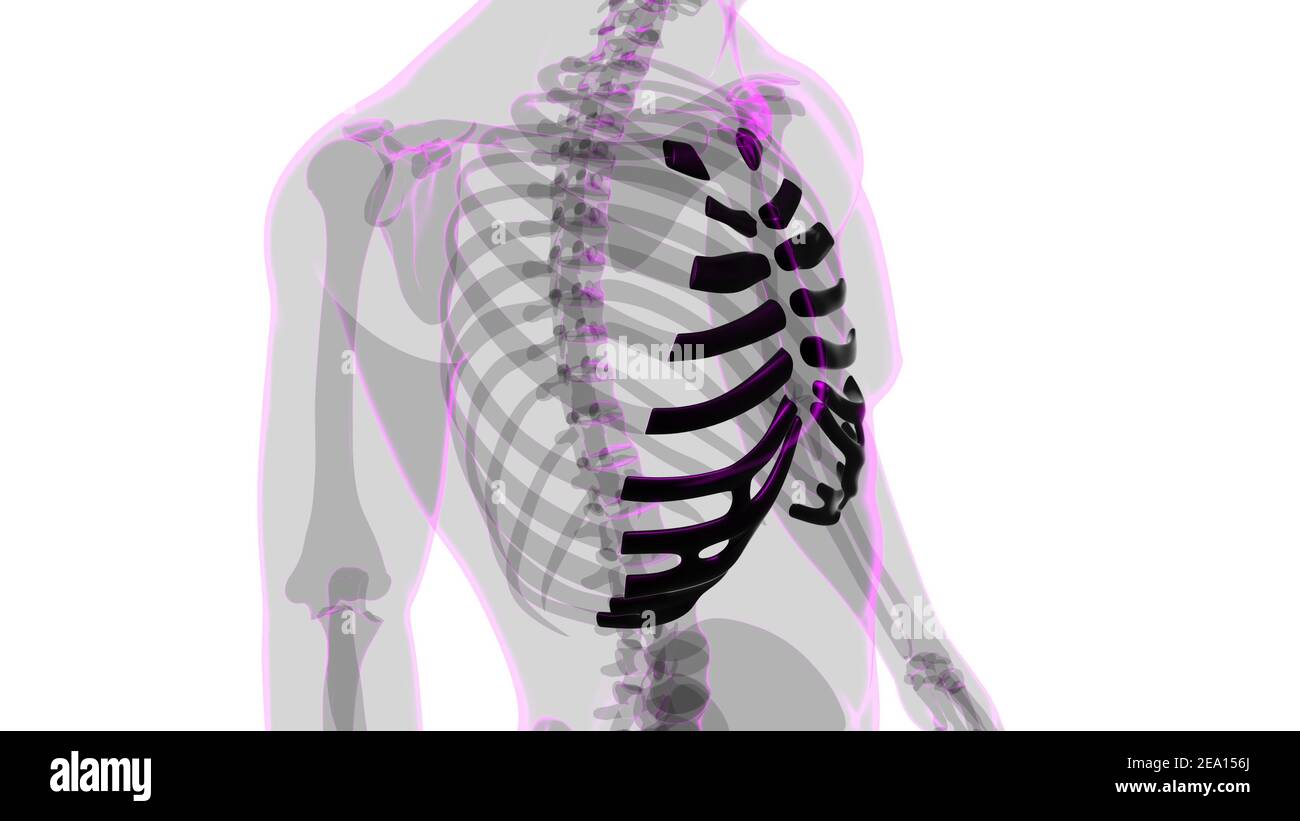 Human skeleton anatomy Costal Cartilage 3D Rendering For Medical ...