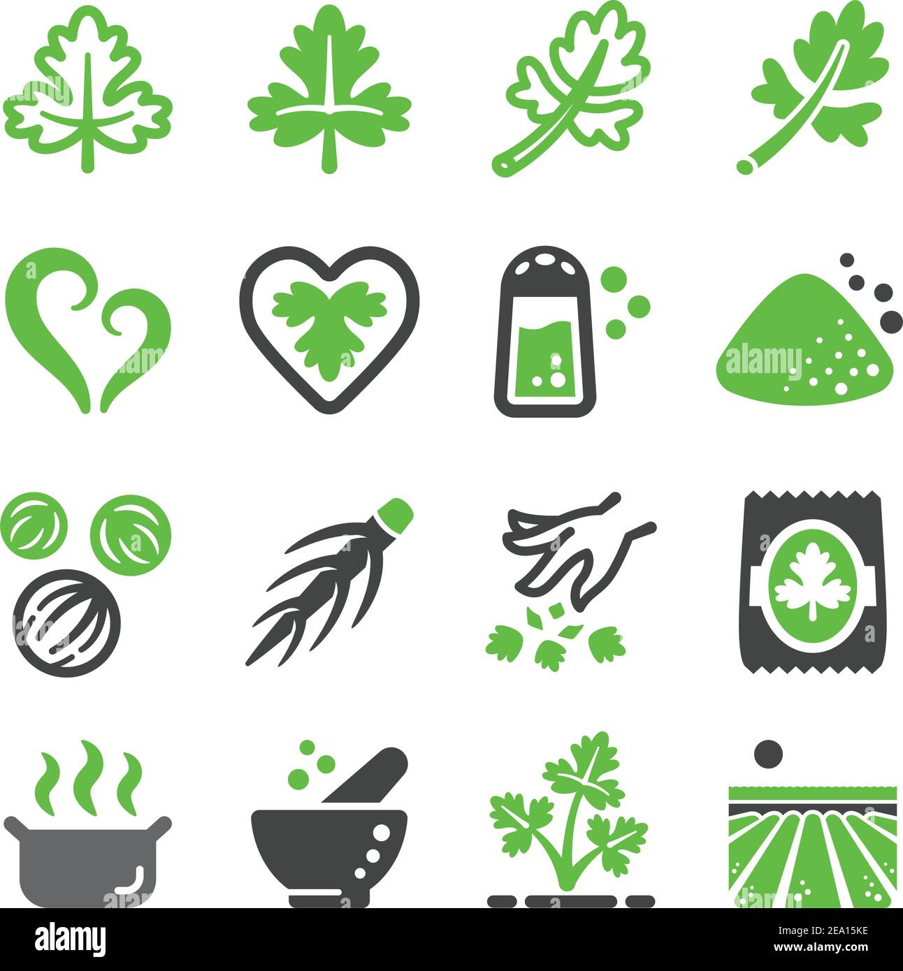 coriander icon set,vector and illustration Stock Vector Image & Art - Alamy