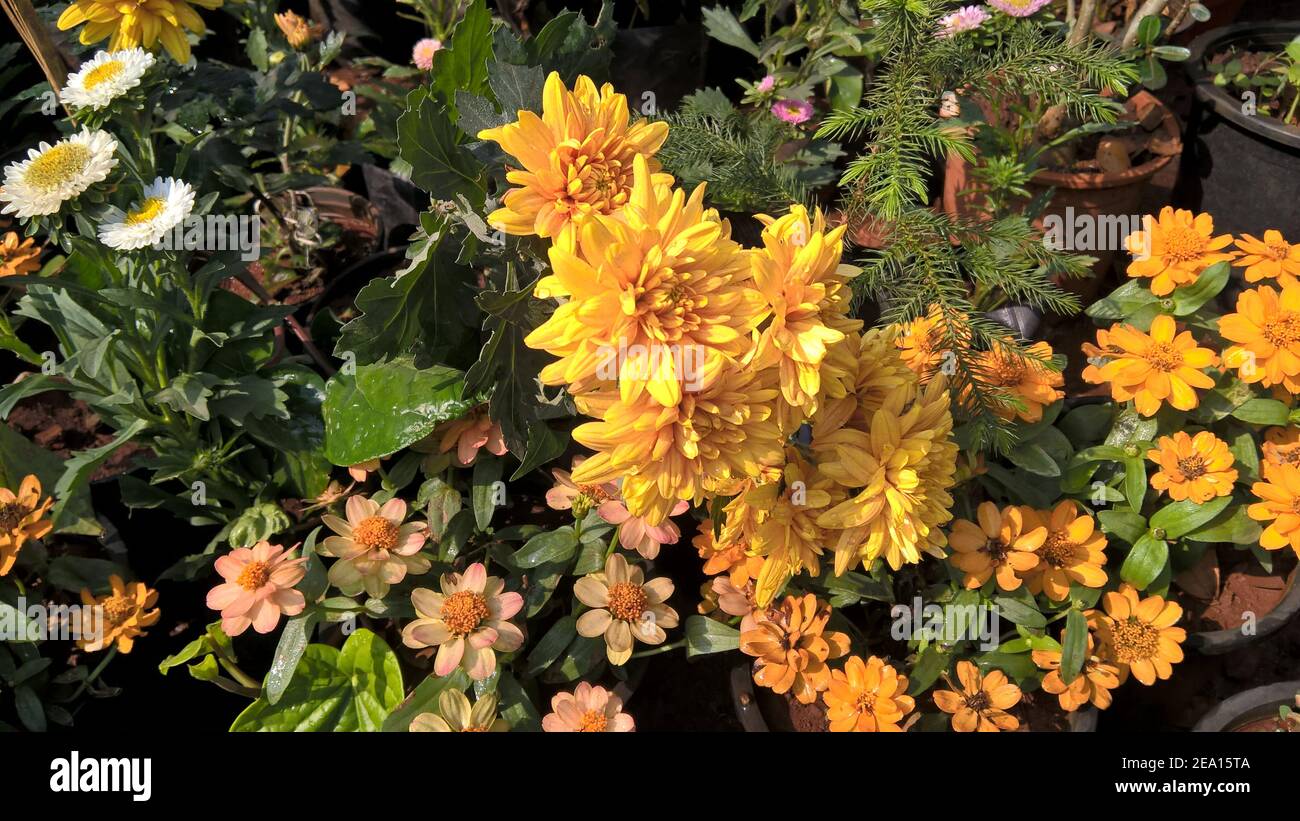 Scenic view of fresh colorful flowers and plants for multipurpose use ...